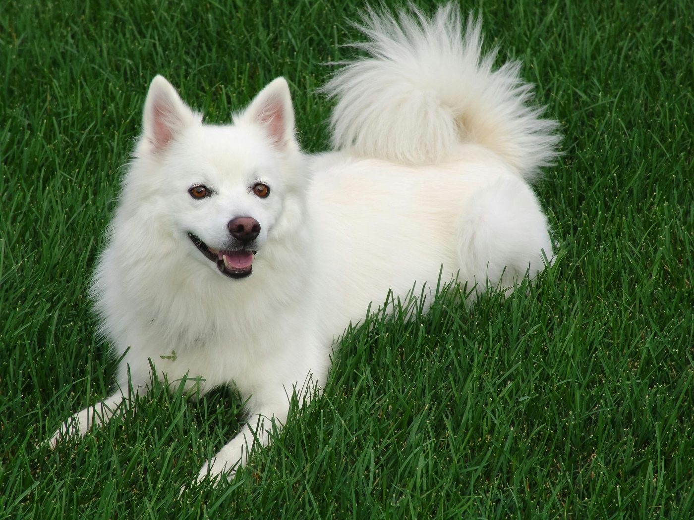 Top 10 Asian Dog Breeds - iHeartDogs.com
