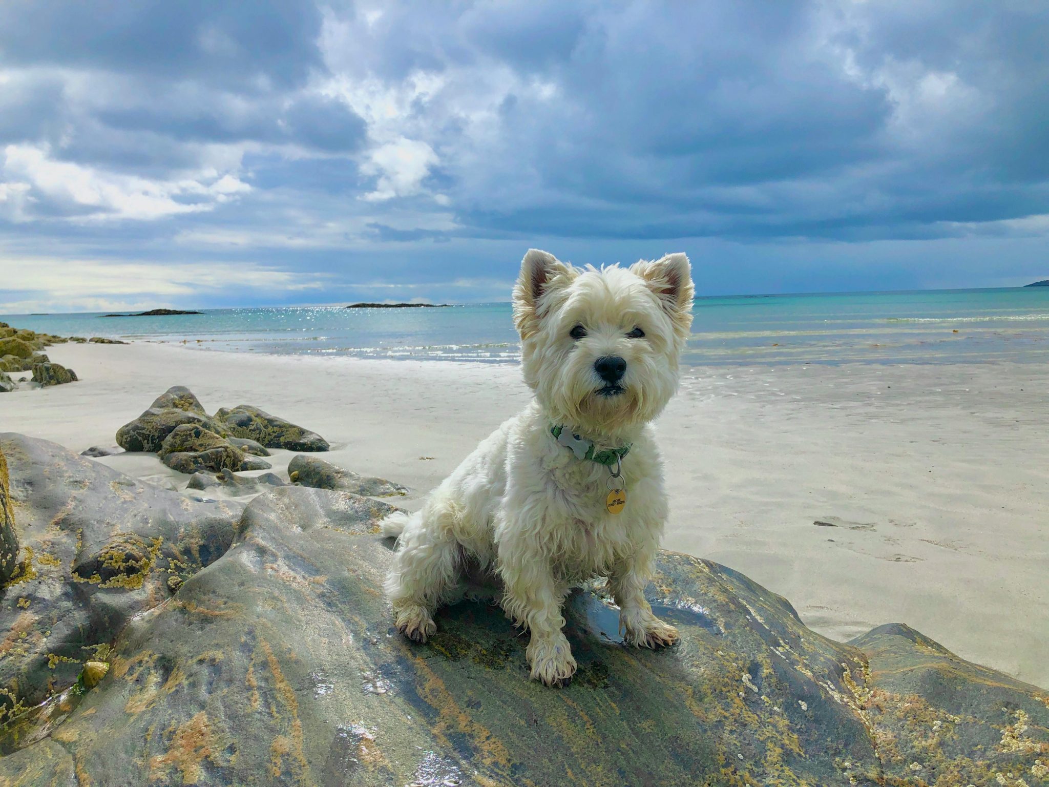 The History and Origin of the Westie: A Comprehensive Look - iHeartDogs.com