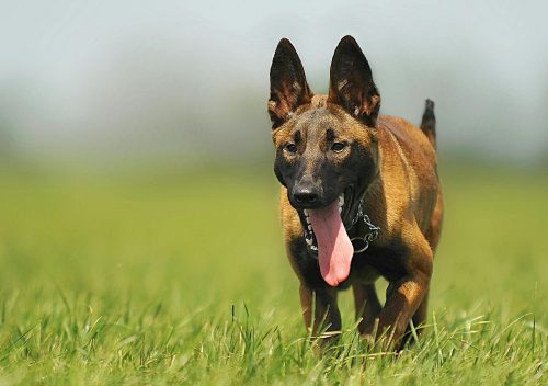 16 Shepherd Dog Breeds 2026: Complete Guide with Size, Origin ...