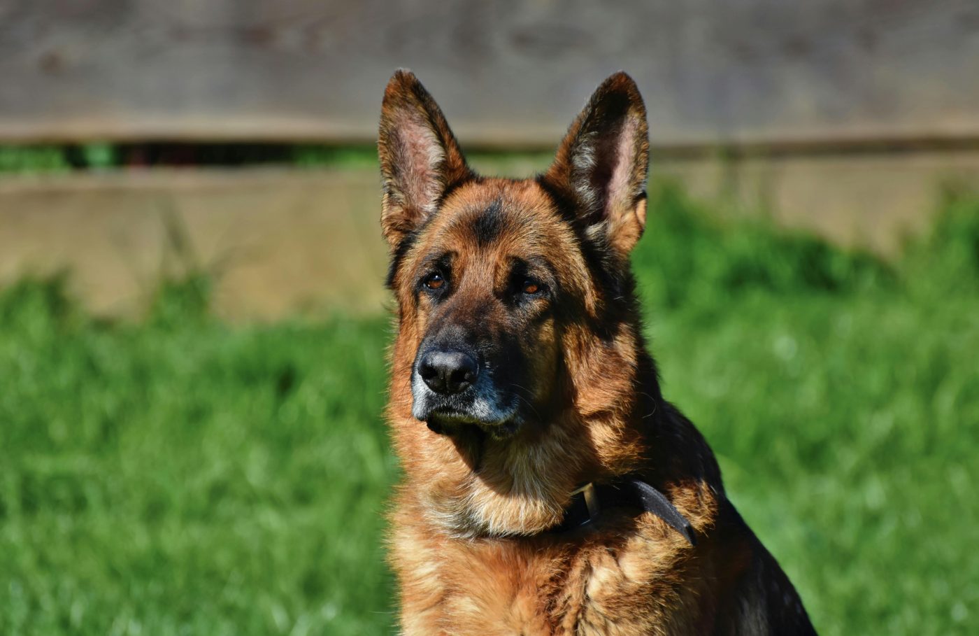 The History and Origin of the German Shepherd: A Comprehensive Look ...