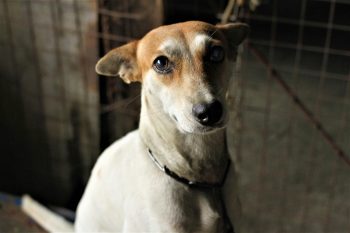 Top 10 Asian Dog Breeds - iHeartDogs.com