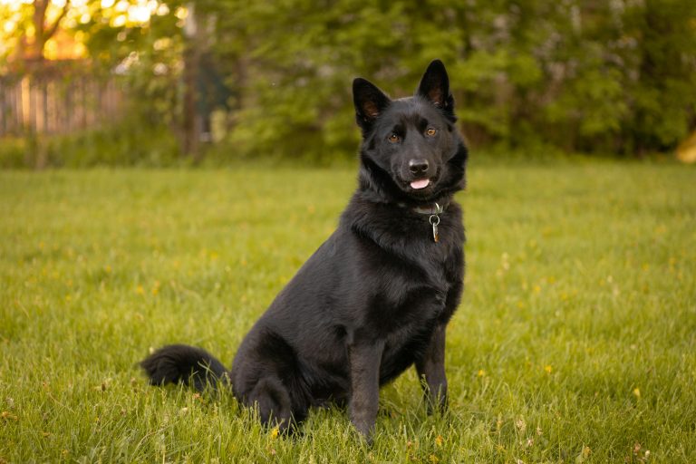 12 Stunning Black Dog Breeds - iHeartDogs.com