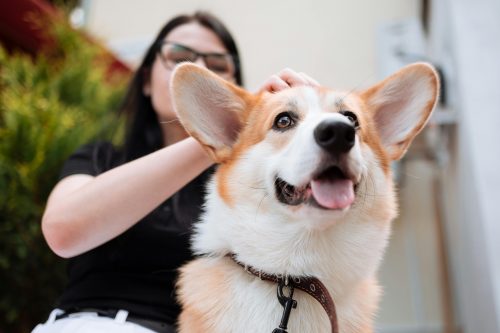 The Best 20 Dog Breeds for First-Time Owners - iHeartDogs.com