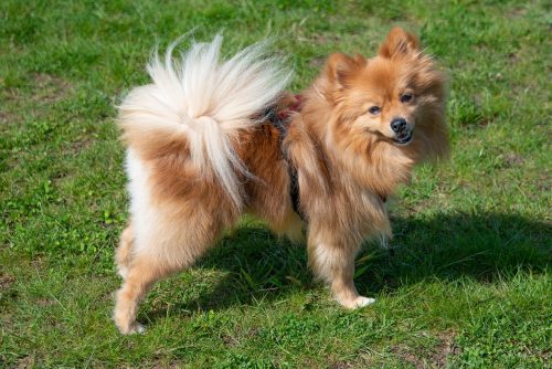 10 Dog Breeds That Look Like They're Always Smiling - iHeartDogs.com