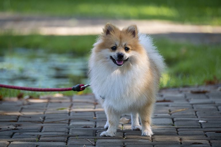 The History and Origin of the Pomeranian: A Comprehensive Look ...