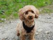 13 Dog Breeds That Act Surprisingly Like Humans - iHeartDogs.com