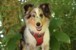 The 15 Most Curious Dog Breeds On The Planet - iHeartDogs.com