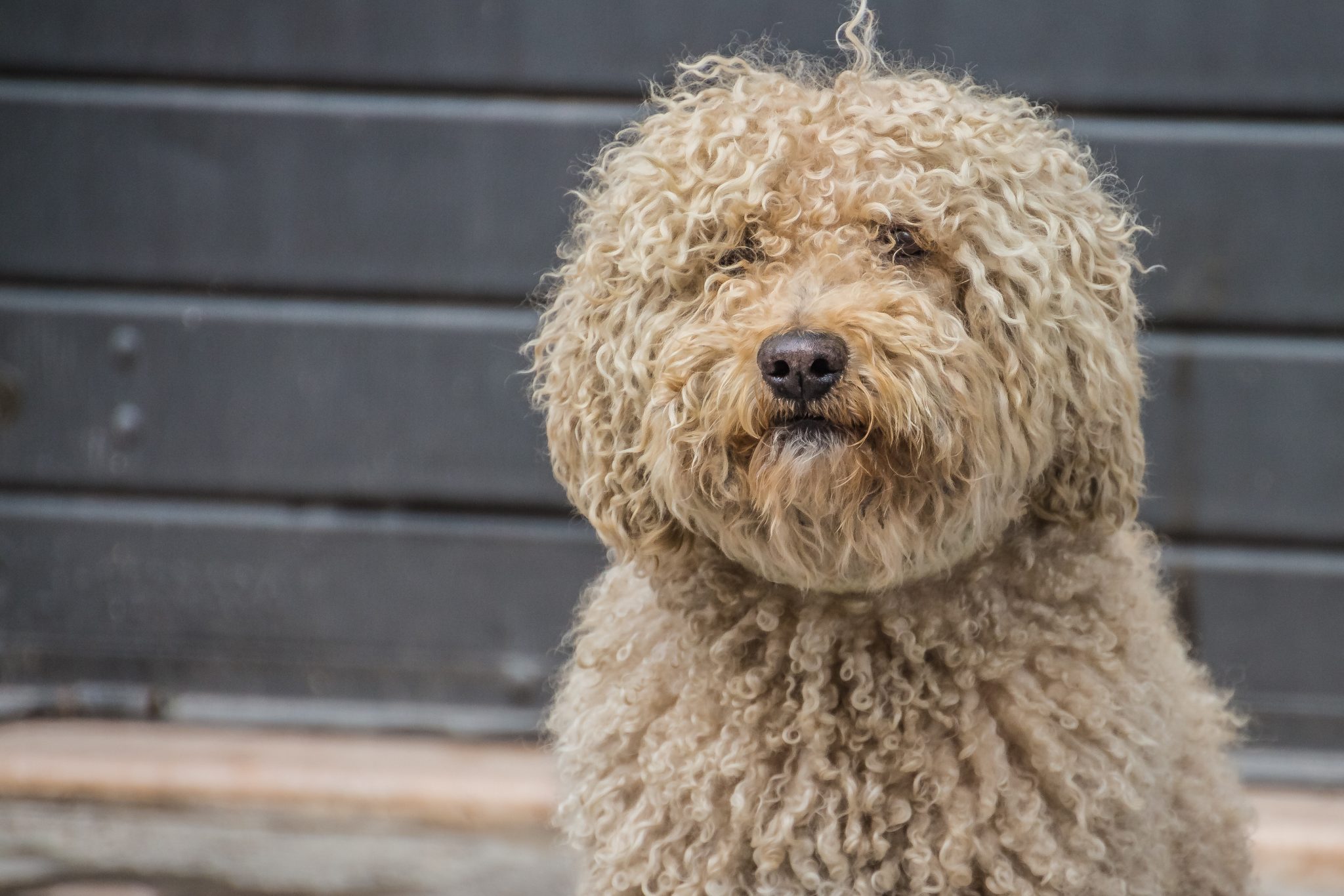 11 Curly Dog Breeds That Bring Style to Your Side - iHeartDogs.com
