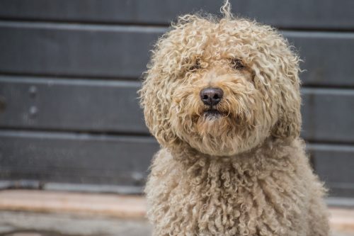 11 Curly Dog Breeds That Bring Style to Your Side - iHeartDogs.com