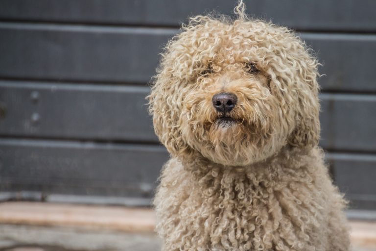 11 Curly Dog Breeds That Bring Style to Your Side - iHeartDogs.com