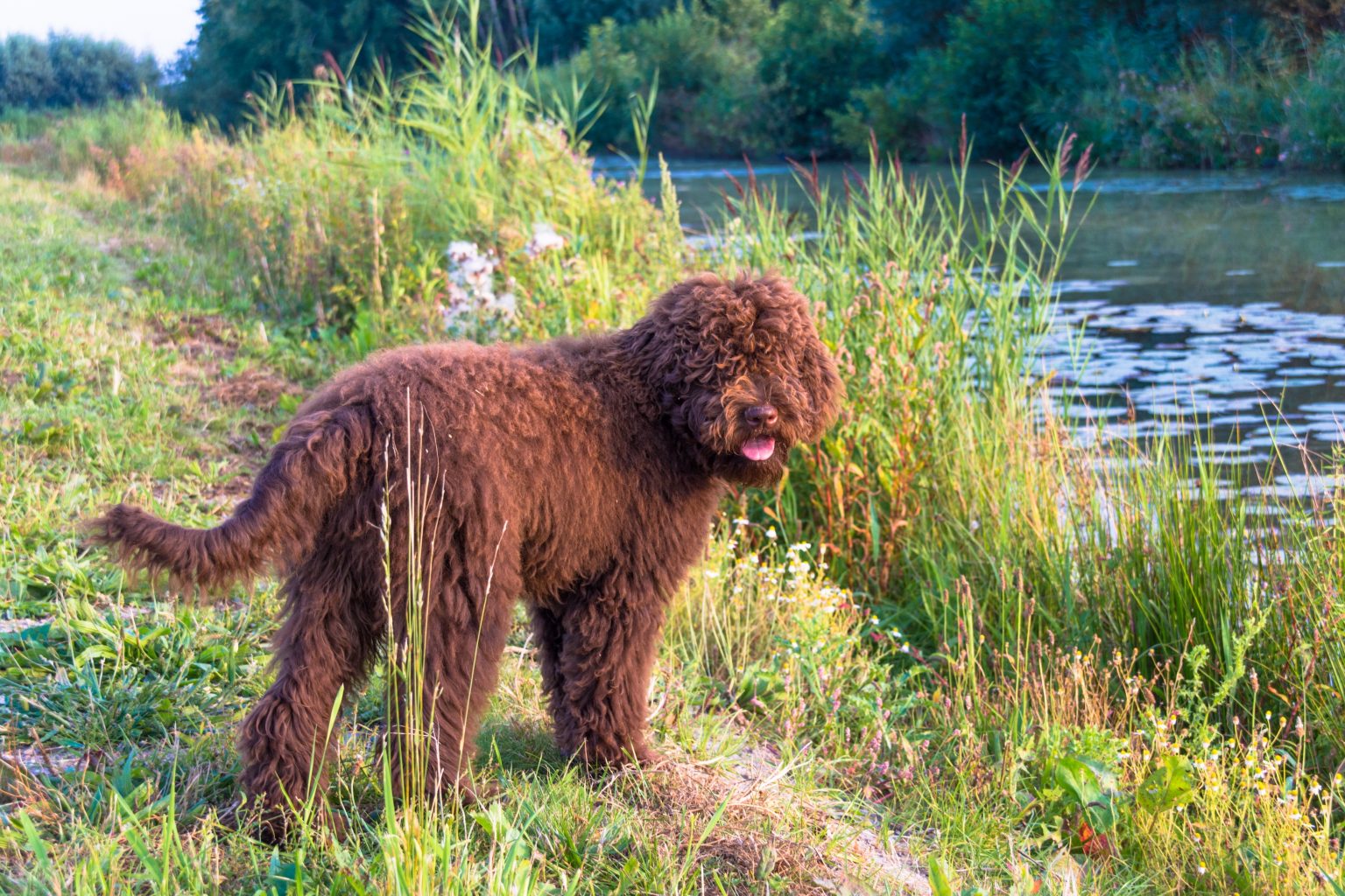 20 Dog Breeds That Love Water (+ 15 That Hate Getting Wet)
