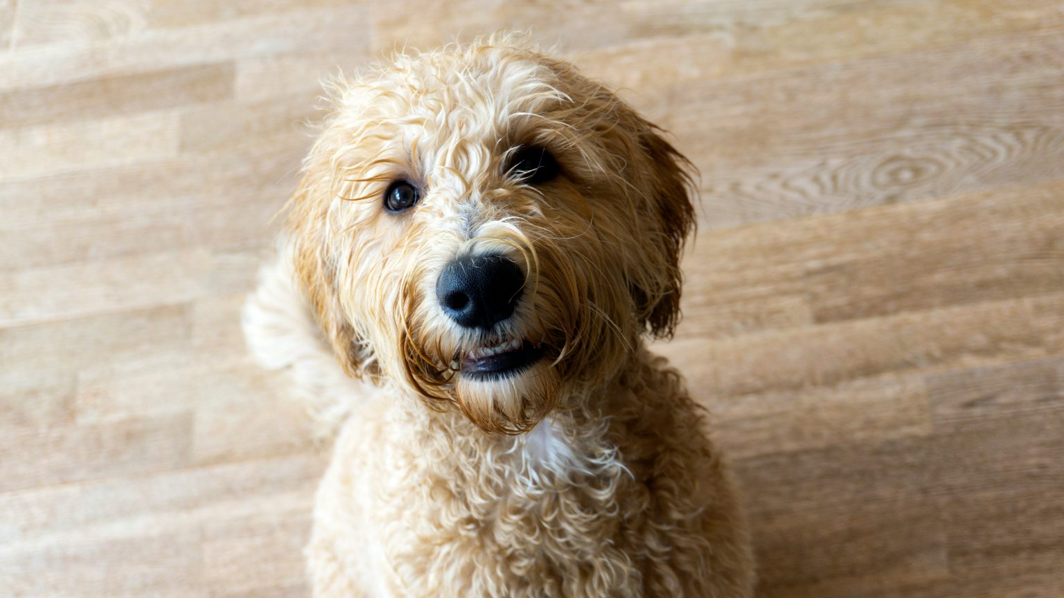 10 Dog Breeds Similar to Labradoodles - iHeartDogs.com