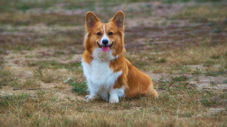10 Dog Breeds That Look Like They're Always Smiling - iHeartDogs.com