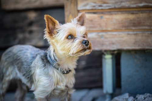 22 Easiest Dog Breeds To Take Care Of - iHeartDogs.com