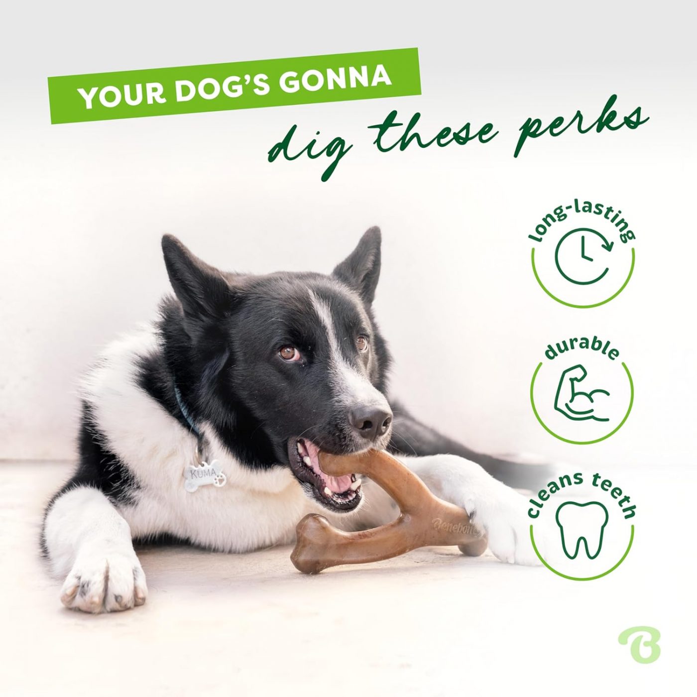 Benebone Wishbone Review: Worth the Hype? - iHeartDogs.com
