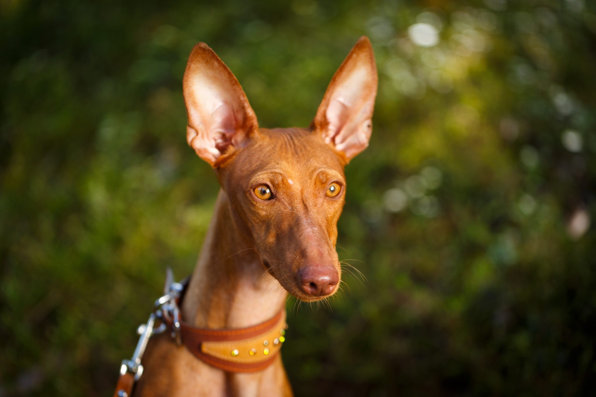Discover the Newest AKC Dog Breed - Plus 25 More Recent Additions ...