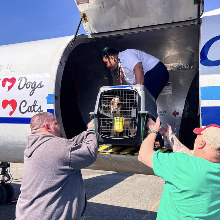 Freedom Flight Rescue Mission – Donate To Help Fund Flights for At-Risk ...