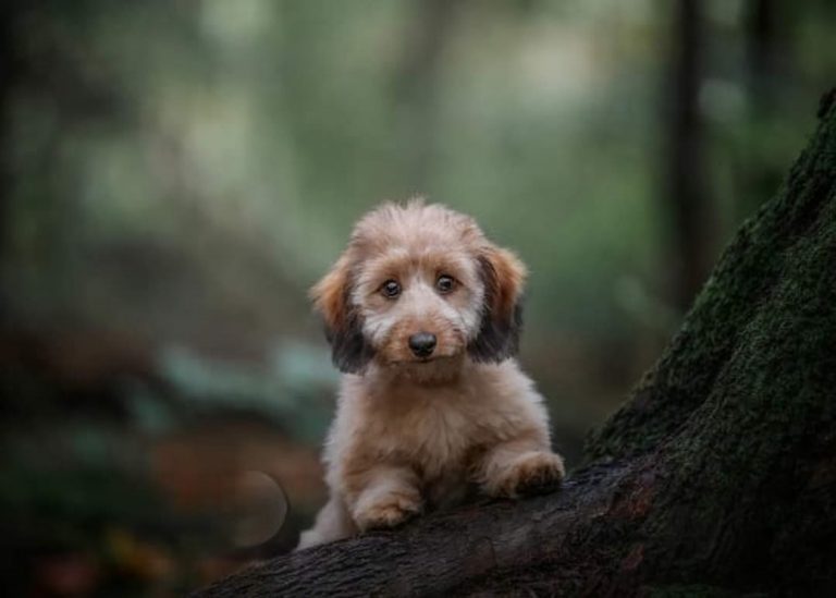 10 Most Unbelievable Dog Breed Mixes - iHeartDogs.com