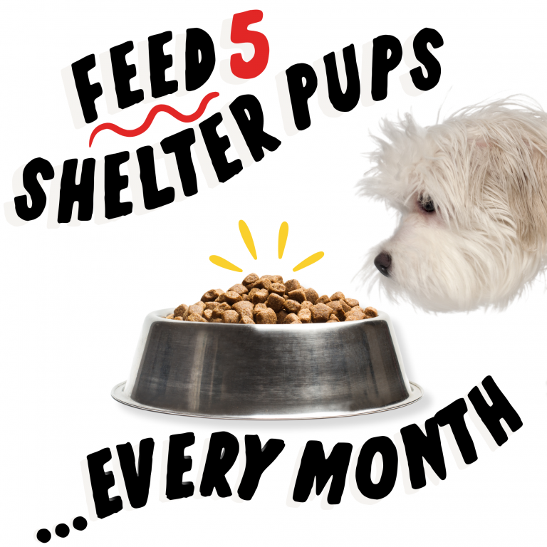 iHeartDogs - Mission Driven Products + Educational Health Content