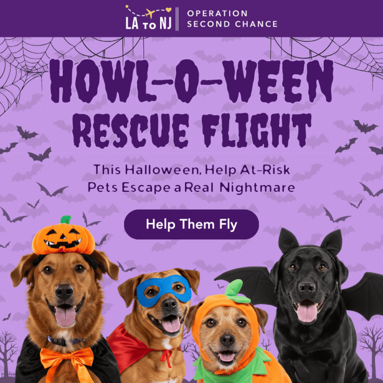 Howl-O-Ween Rescue Flight – Donate To Help Fund Flights for At-Risk ...