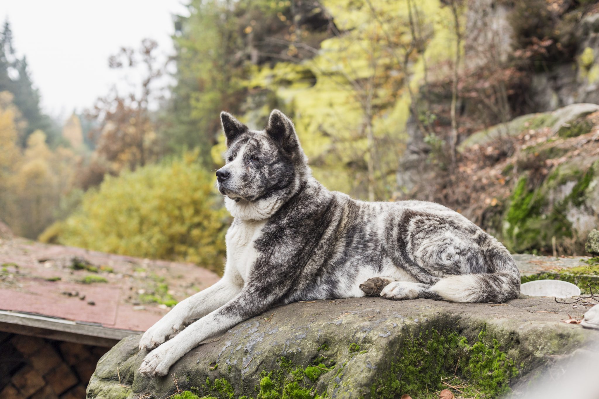 The Top 15 Most Muscular Dog Breeds - iHeartDogs.com
