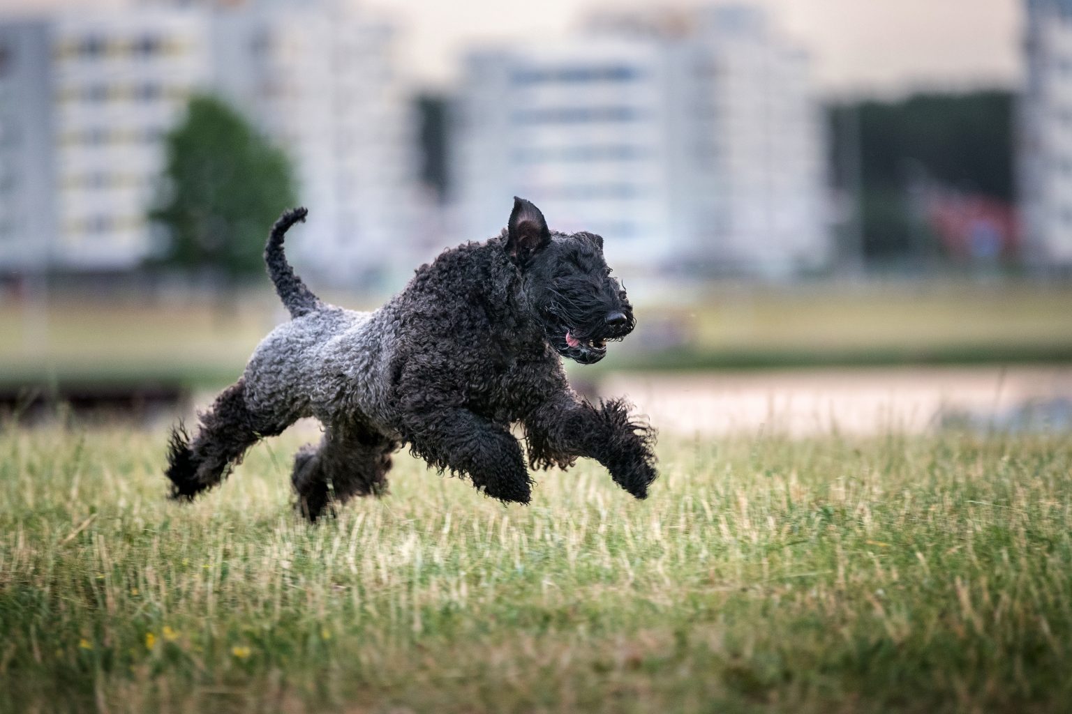 11 Curly Dog Breeds That Bring Style to Your Side - iHeartDogs.com