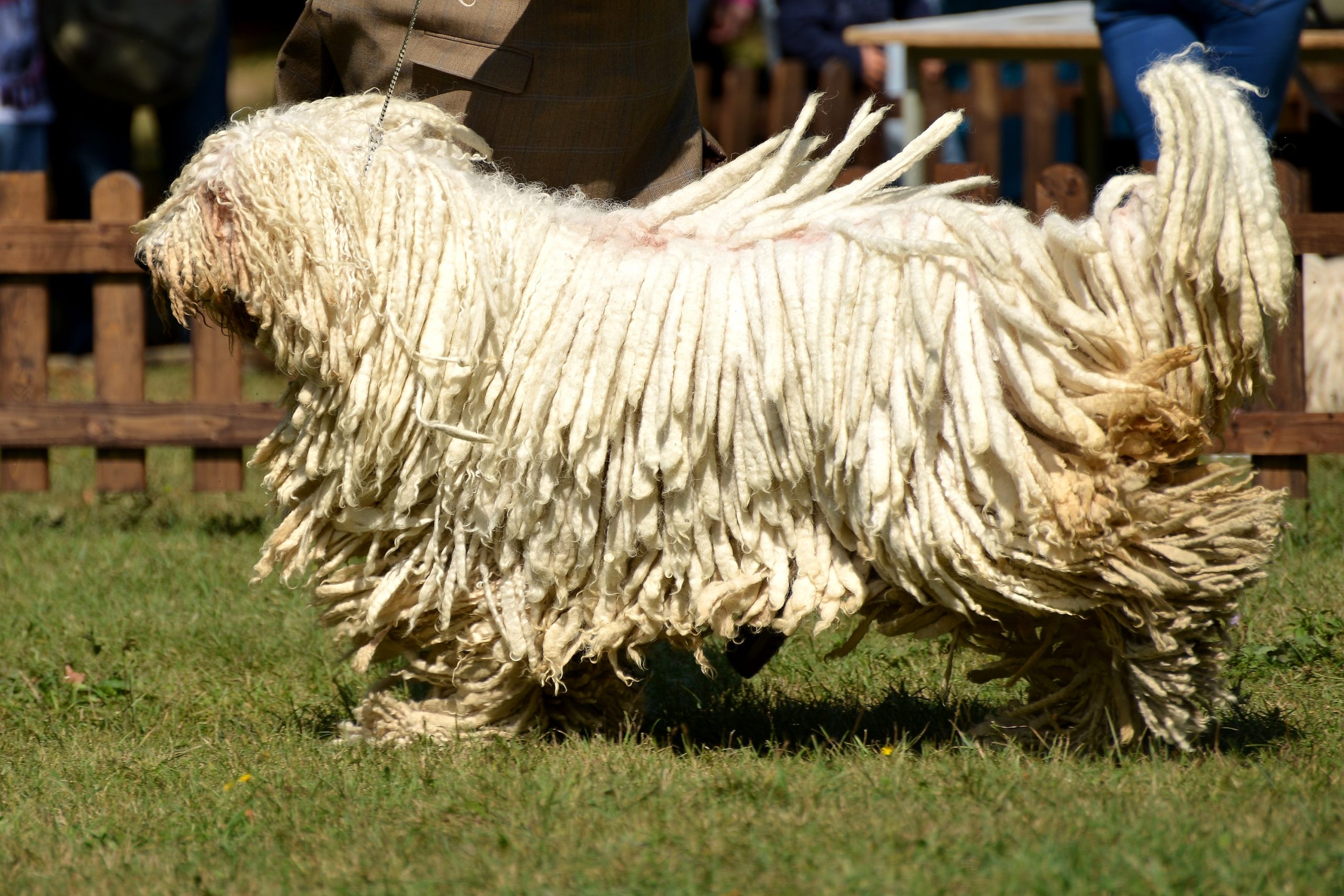 Komondor Dog Breed: Characteristics, Facts and Pictures