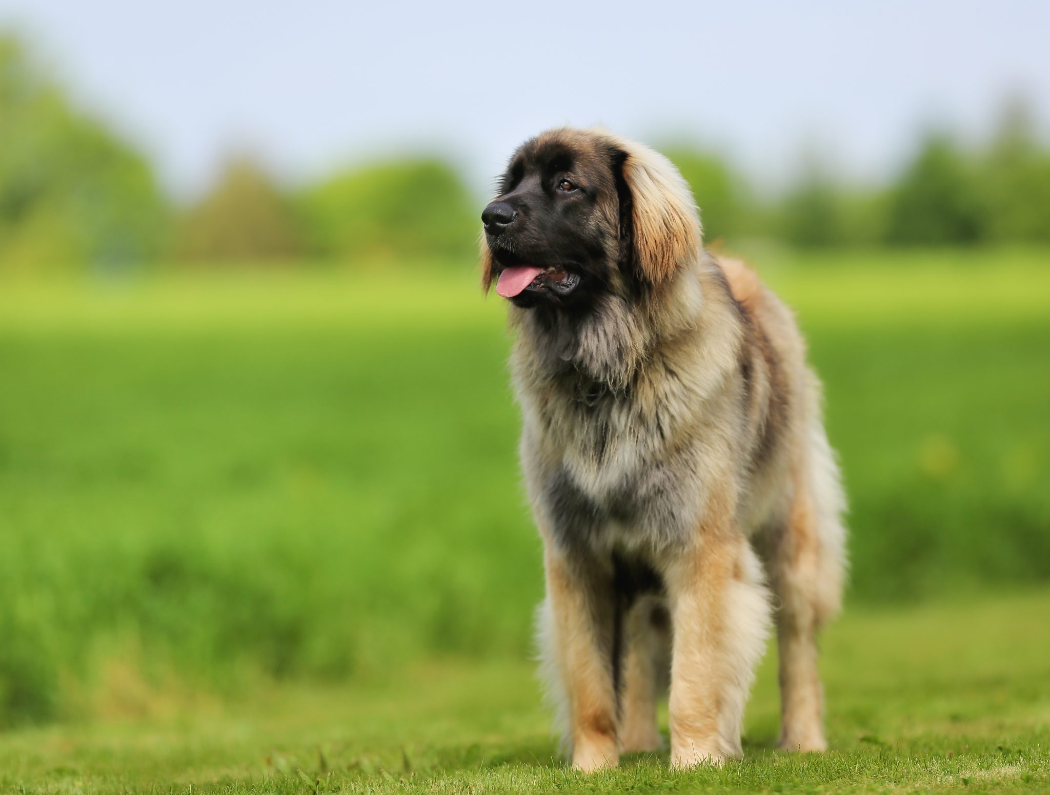 13 Fluffy Puppies That Will Melt Your Heart! - iHeartDogs.com