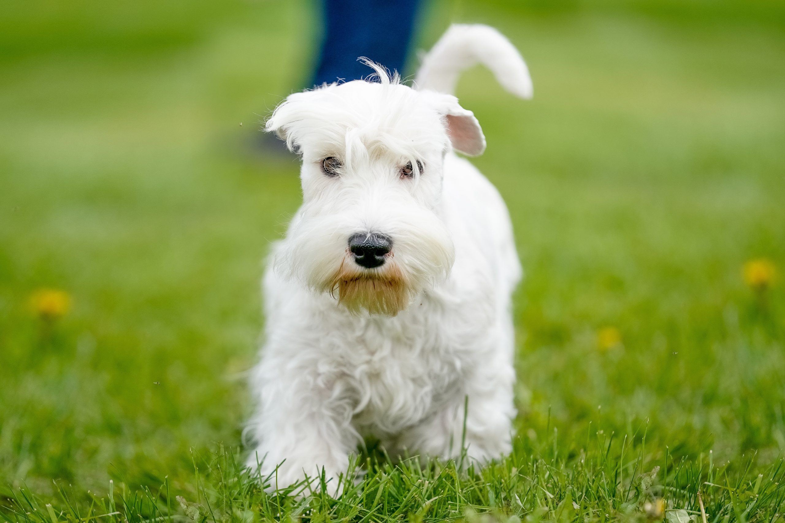 Sealyham Terrier Dog Breed: Characteristics, Facts and Pictures