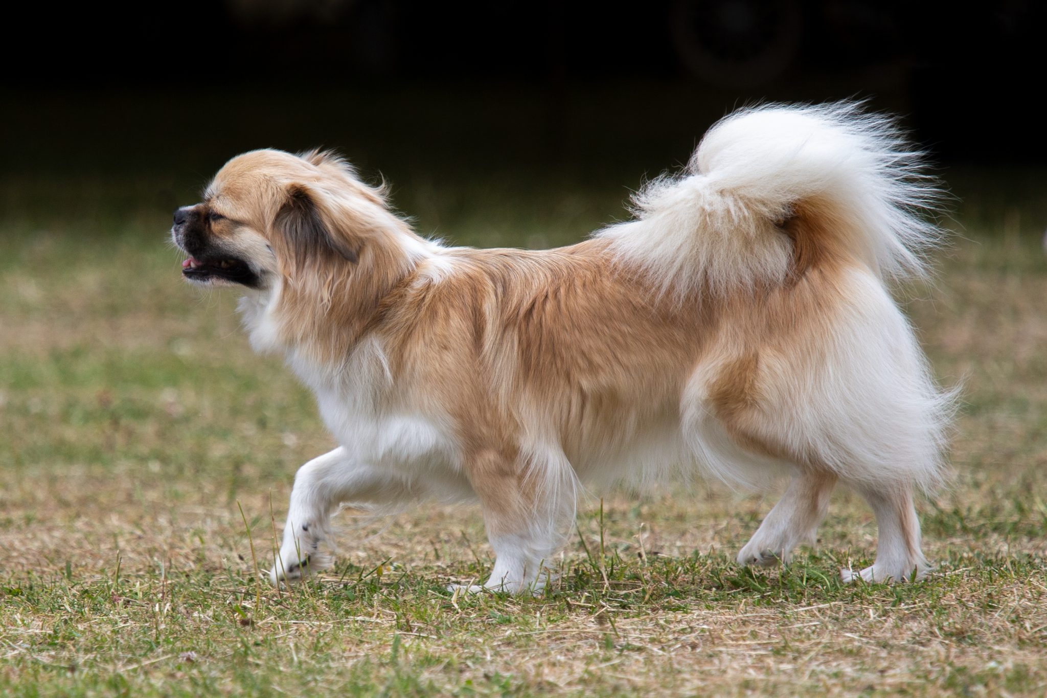 15 Dog Breeds That Have Watched Over Sacred Temples For Generations ...