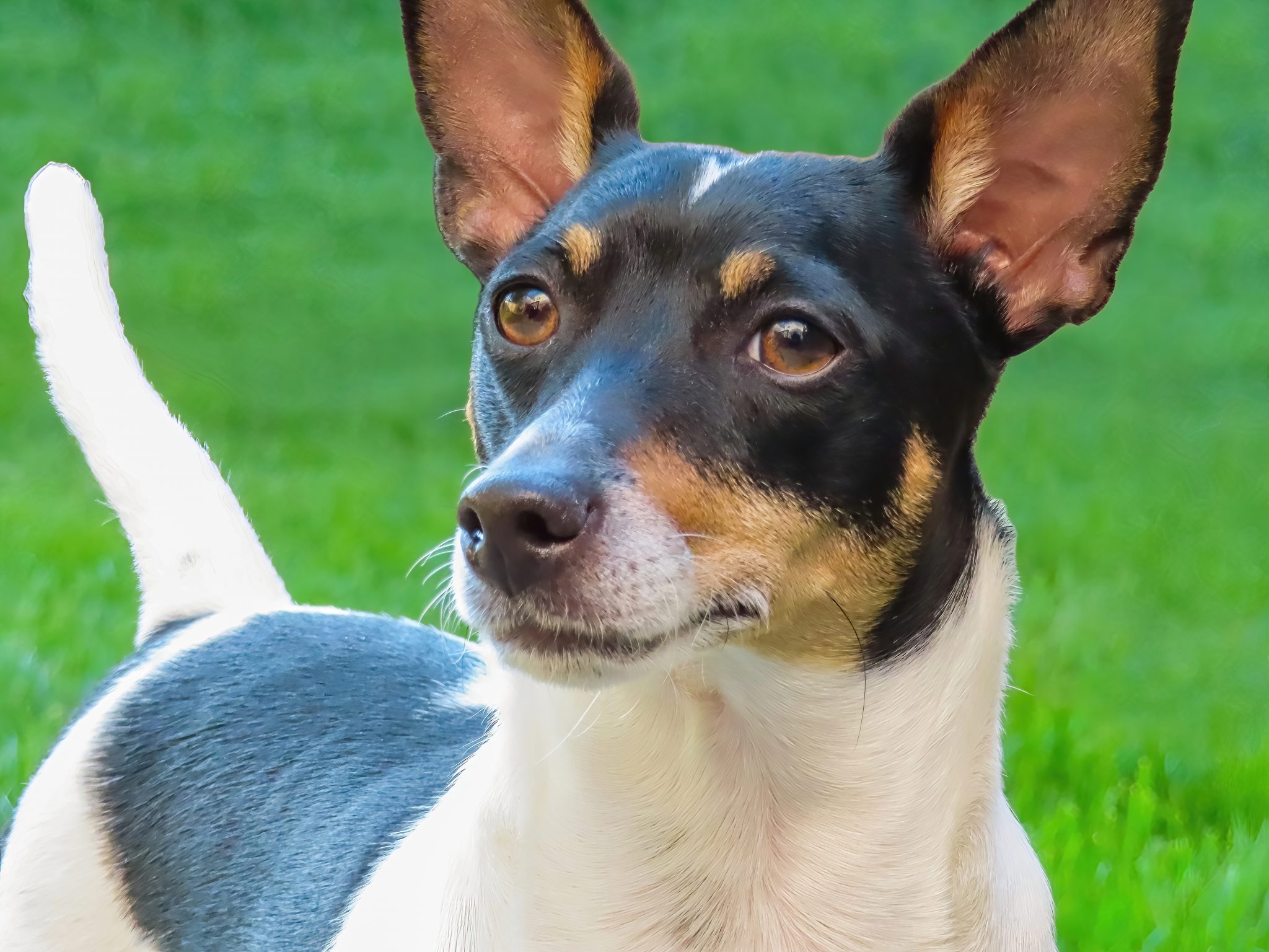 22 Small Dog Breeds That Are As Cute As They Are Compact - iHeartDogs.com