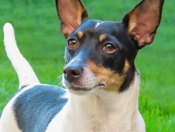 22 Small Dog Breeds That Are As Cute As They Are Compact - iHeartDogs.com