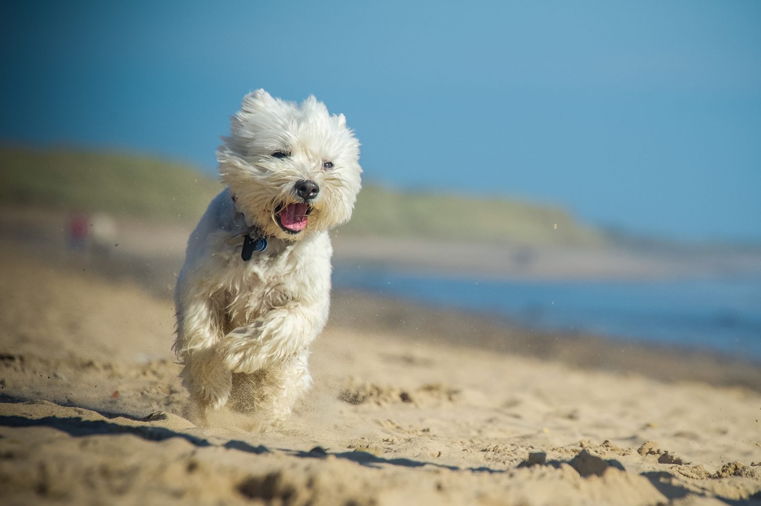 13 Small Dog Breeds That Are Surprisingly Tough And Tenacious ...