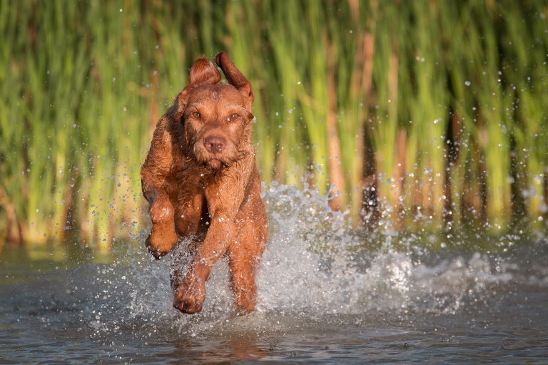 17 Scruffy Wire-Haired Dog Breeds You'll Absolutely Love (2026 ...