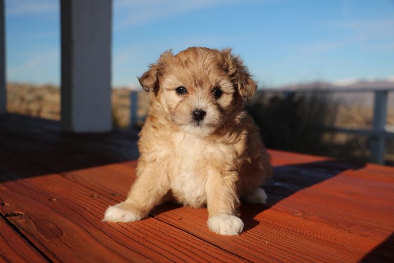 The 10 Most Popular Hybrid Dog Breeds - iHeartDogs.com