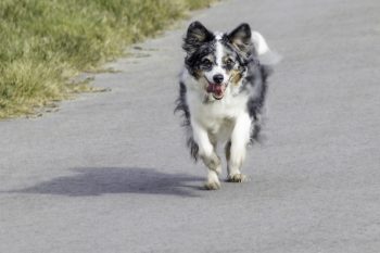 The 15 Most Clingy Dog Breeds On The Planet - iHeartDogs.com