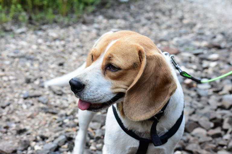 The 10 Most Food-Obsessed Dog Breeds - iHeartDogs.com