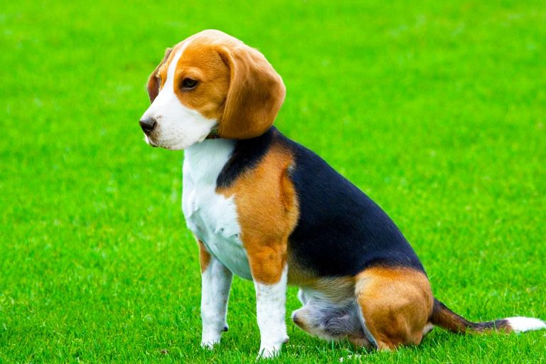 The 15 Most Loving Dog Breeds On The Planet - iHeartDogs.com