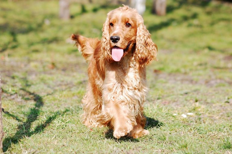 7 Golden Colored Dog Breeds - iHeartDogs.com