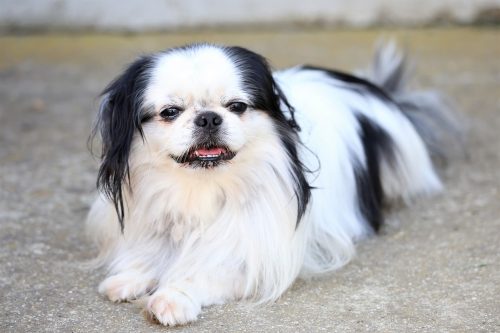 12 Adorable Short-Snouted Dog Breeds - Tuuka's Tails