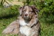 Piebald Dog Breeds 2026: The Genetics, the Patterns, and 9 Striking ...