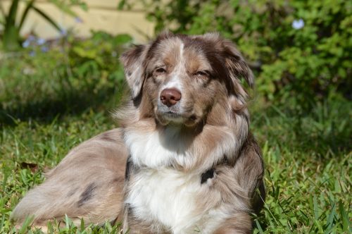 9 Dog Breeds with Unique Piebald Patterns - iHeartDogs.com