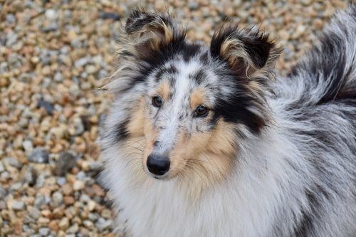 Piebald Dog Breeds 2026: The Genetics, the Patterns, and 9 Striking ...