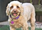 11 Most Charming Dog Breeds - iHeartDogs.com