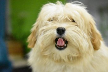 The History and Origin of the Havanese: A Comprehensive Look ...