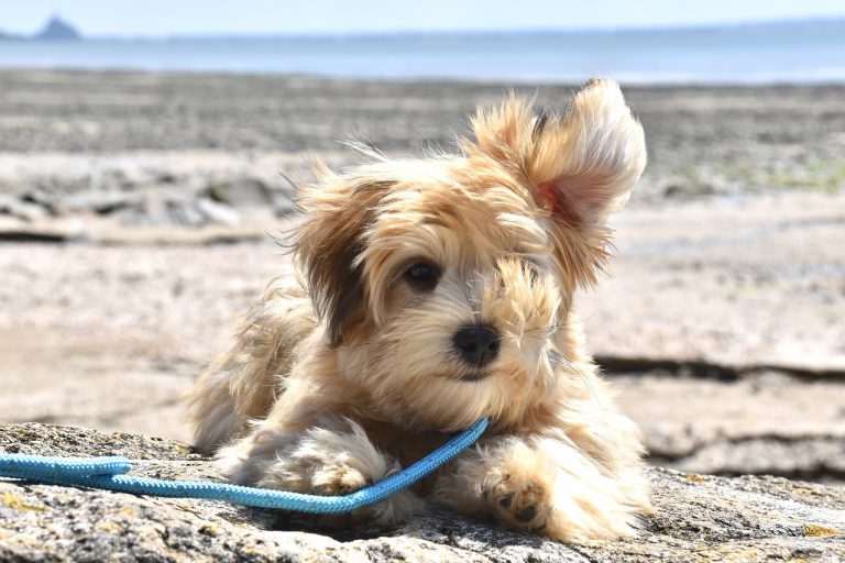 The History and Origin of the Havanese: A Comprehensive Look ...