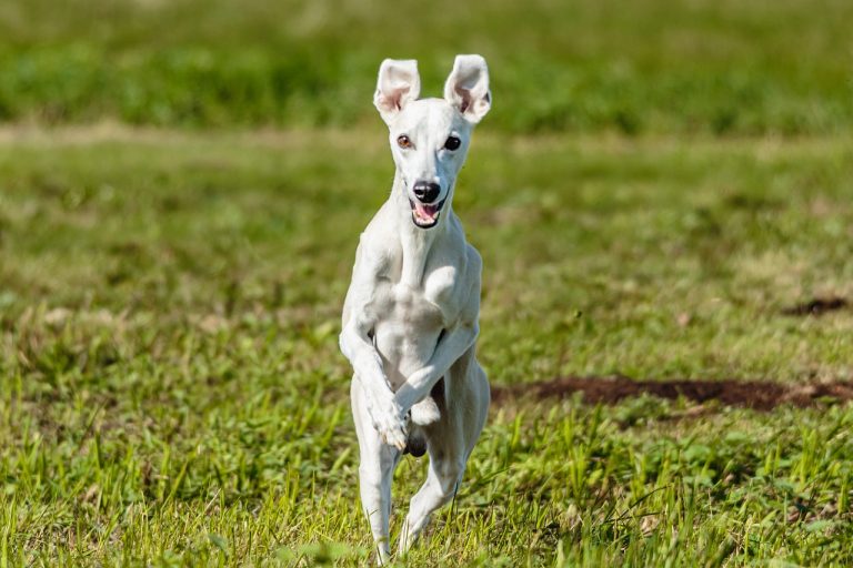 10 Dog Breeds with the Least Health Problems - iHeartDogs.com