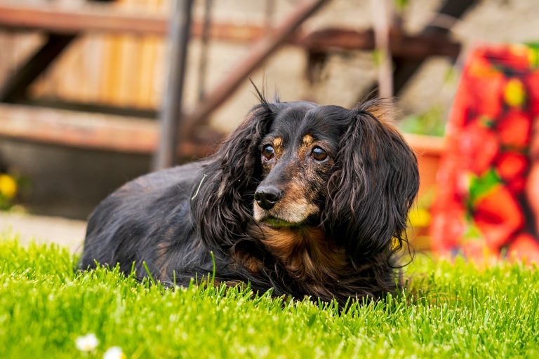 The 10 Most Food-Obsessed Dog Breeds - iHeartDogs.com