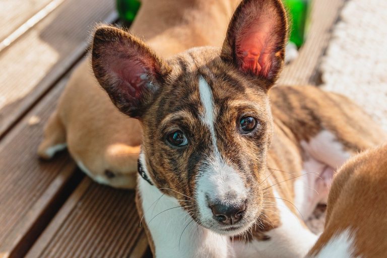 Piebald Dog Breeds 2026: The Genetics, the Patterns, and 9 Striking ...