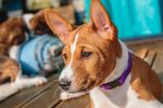 10 Dog Breeds with the Least Health Problems - iHeartDogs.com